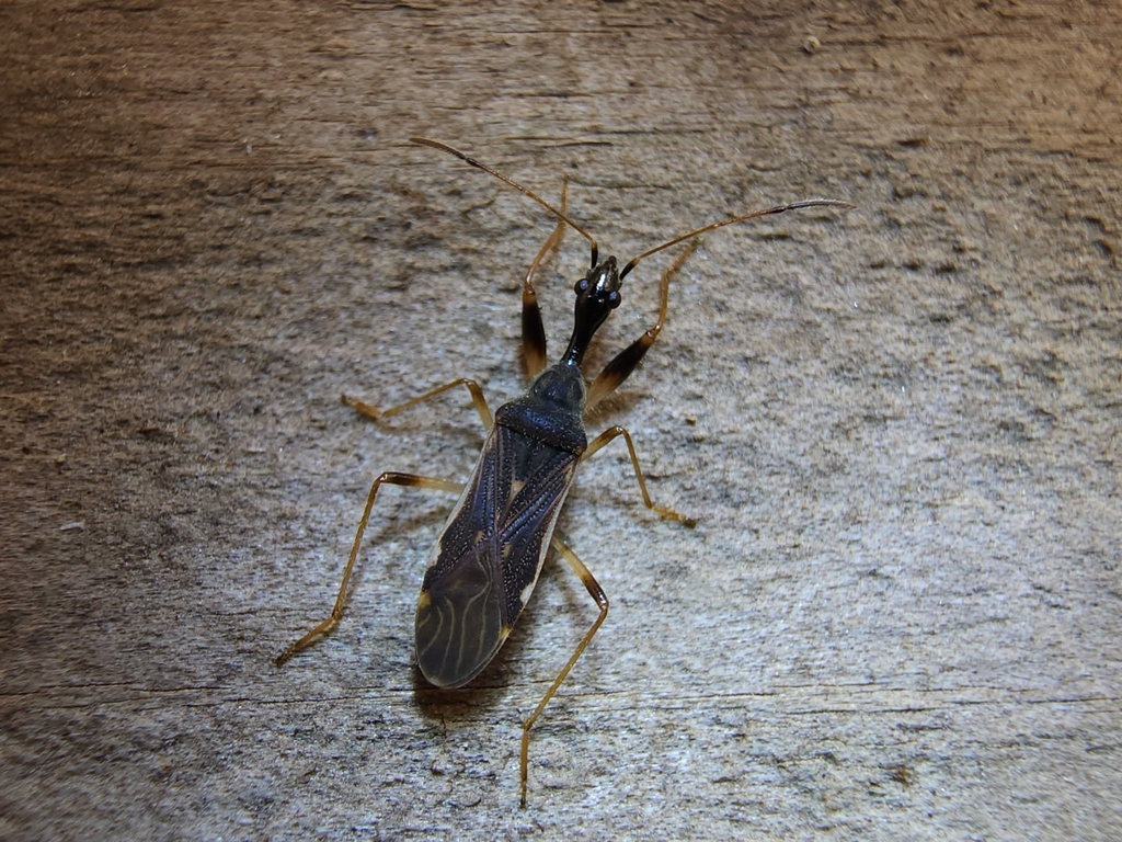 Long-necked Seed Bug in March 2024 by Zoology123 · iNaturalist