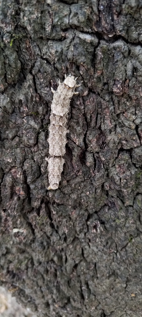 Ilia and Umber Underwings from Cinco Ranch North Lake Village, Cinco ...