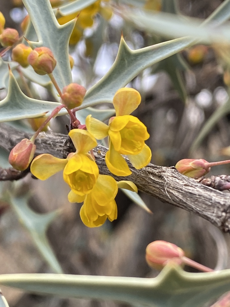 Agarita from TPWD Davis Mountains State Park, Jeff Davis County, US-TX ...