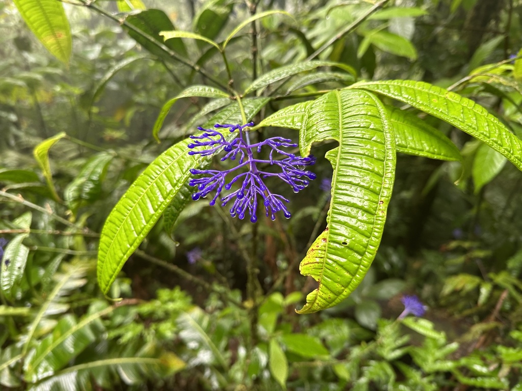 Faramea suerrensis from Parque Nacional Volcán Tenorio, Guatuso ...