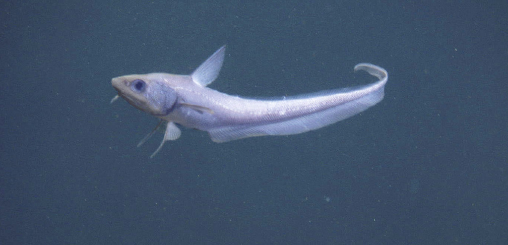 (Coryphaenoides) - Marine Life Identification
