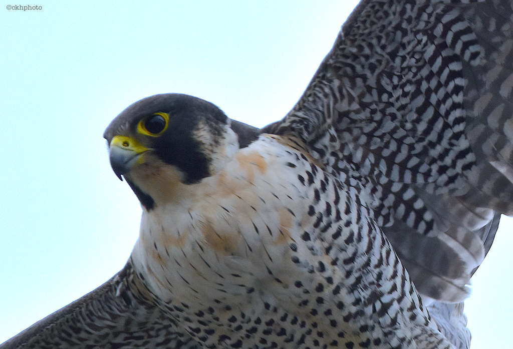 Peregrine Falcon from Townshend, VT, USA on March 15, 2024 at 02:14 PM ...