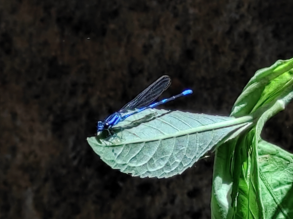 Oculate Dancer from 56800, Santo Domingo, Nicaragua on March 15, 2024 ...
