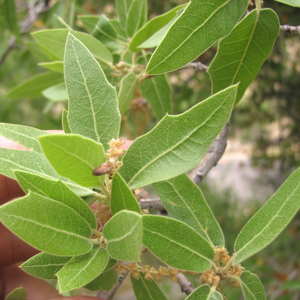 Emory oak (Quercus emoryi) - Botanical Realm