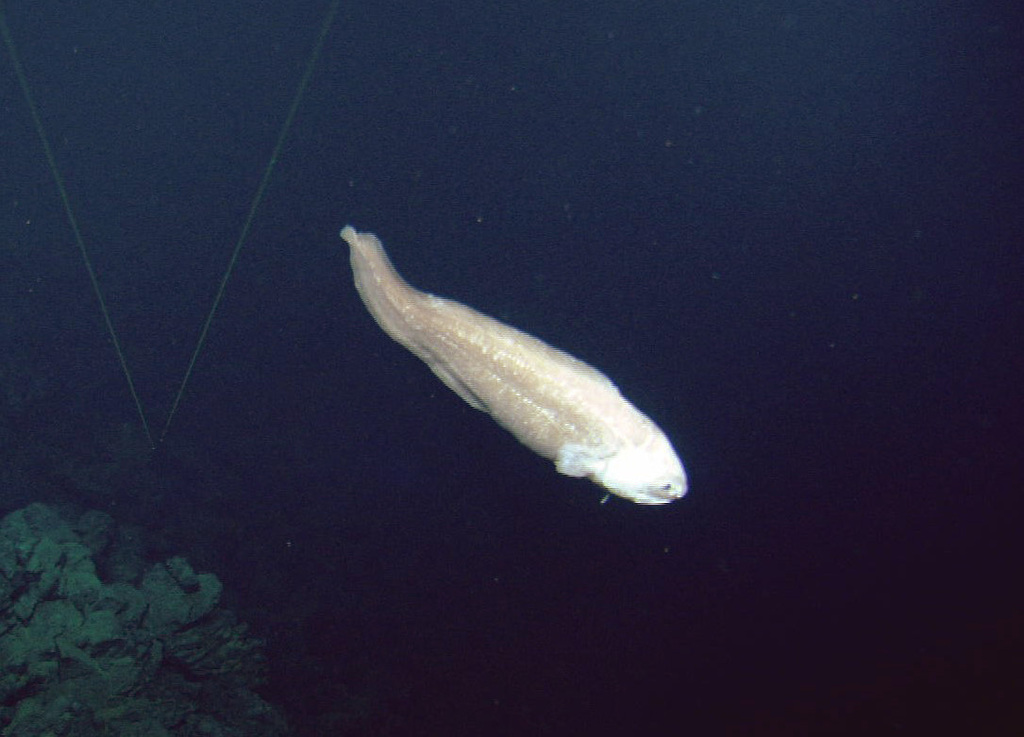 Giant cusk-eel (NorthEast Pacific Deep Exploration Project (a MLNEP guide)) · iNaturalist
