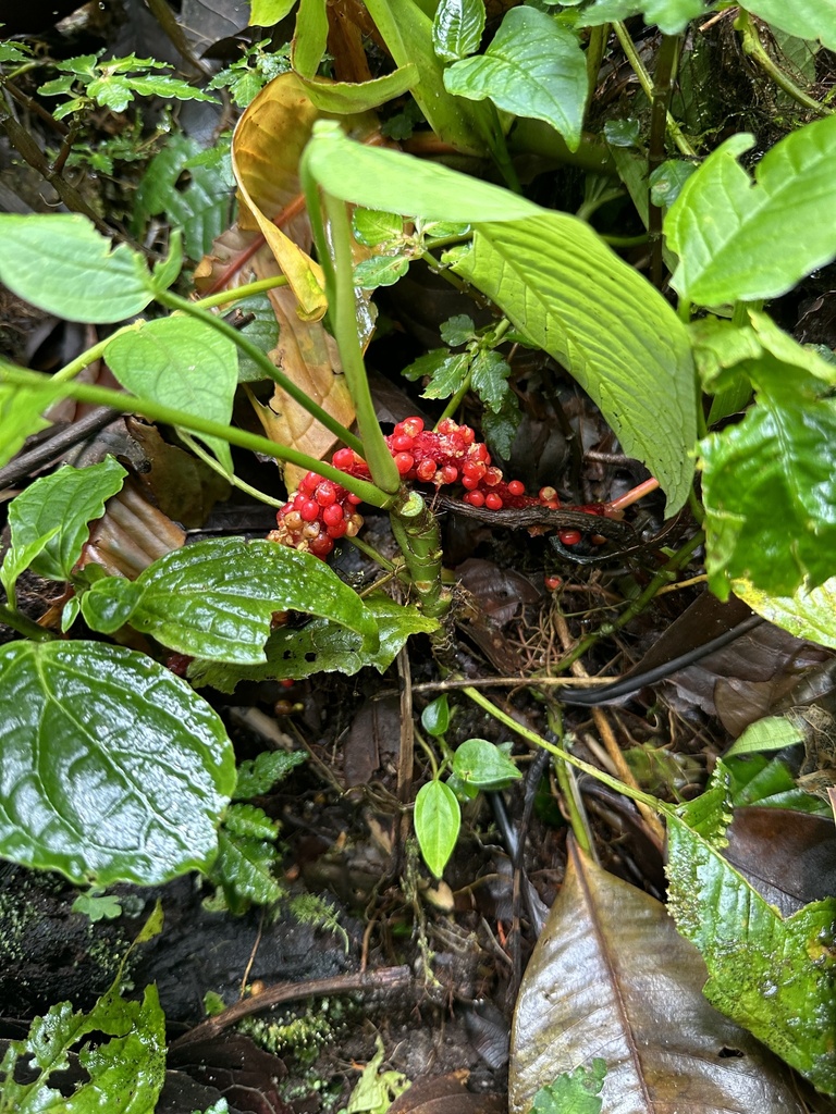 flameberry from San Miguel de Los Bancos, Pichincha, EC on February 23 ...