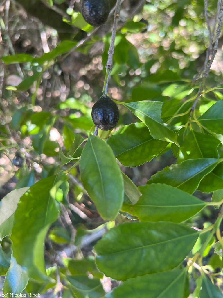 Elaeodendron curtipendulum from Nouméa, Sud, New Caledonia on August 19 ...