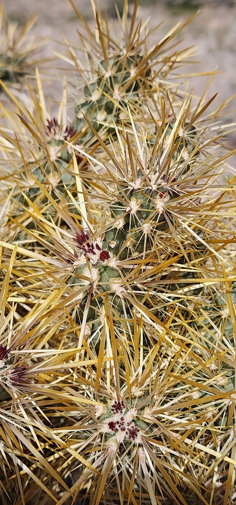 Silver Cholla in March 2024 by Laura H · iNaturalist