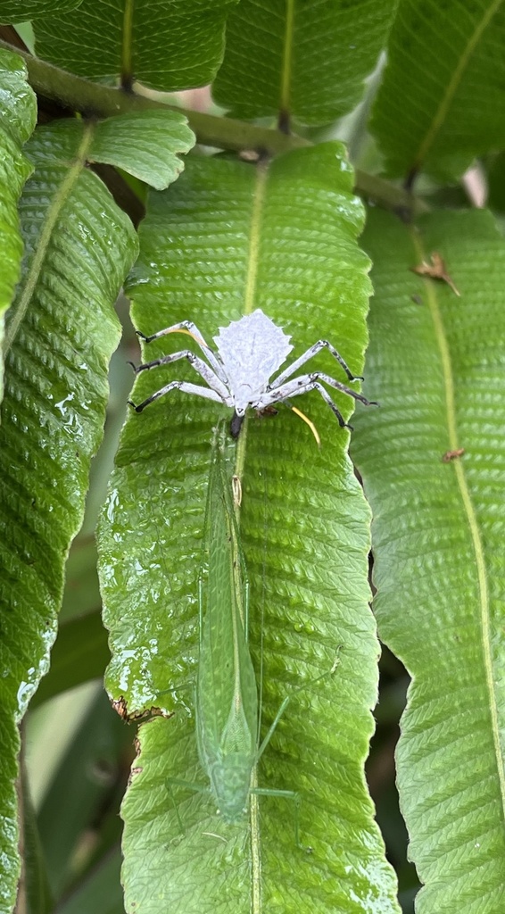 Harpactor from Pastaza, Pastaza, EC on March 15, 2024 at 10:11 AM by ...