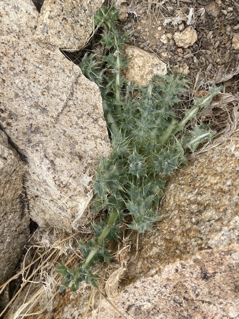 New Mexico thistle from Joshua Tree National Park, Desert Hot Springs ...