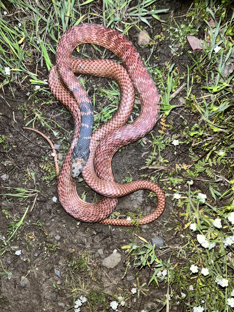 Red Coachwhip in March 2024 by finnegan-the-herper · iNaturalist