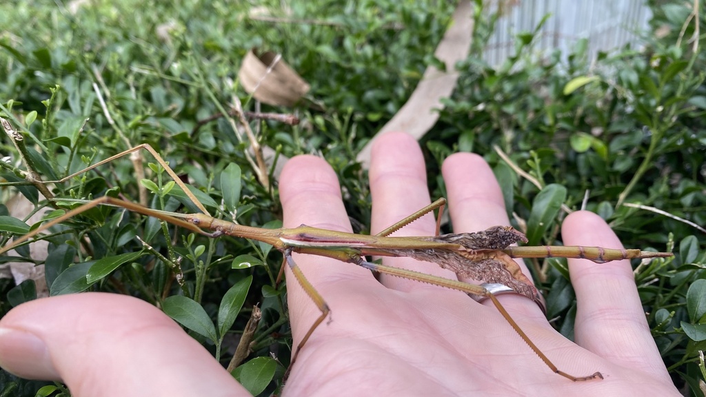 Children’s Stick Insect from Suzen Ct, Mooloolah Valley, QLD, AU on ...