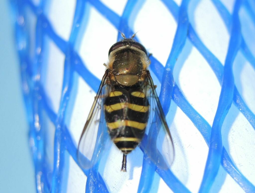 Yellow-legged Flower Fly in March 2024 by privatenoaccess · iNaturalist