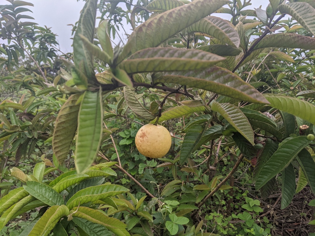 Common guava from Puerto Villamil, Ecuador on February 26, 2021 at 11: ...
