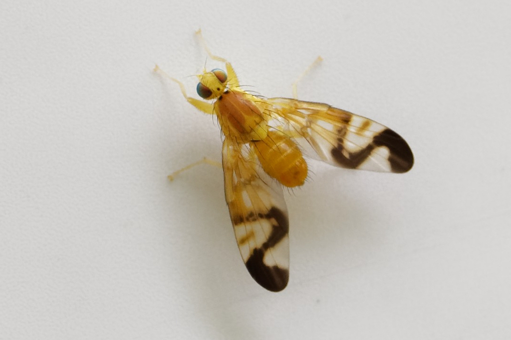 Acidiostigma s-nigrum from Buk-myeon, Inje-gun, Gangwon-do, South Korea ...