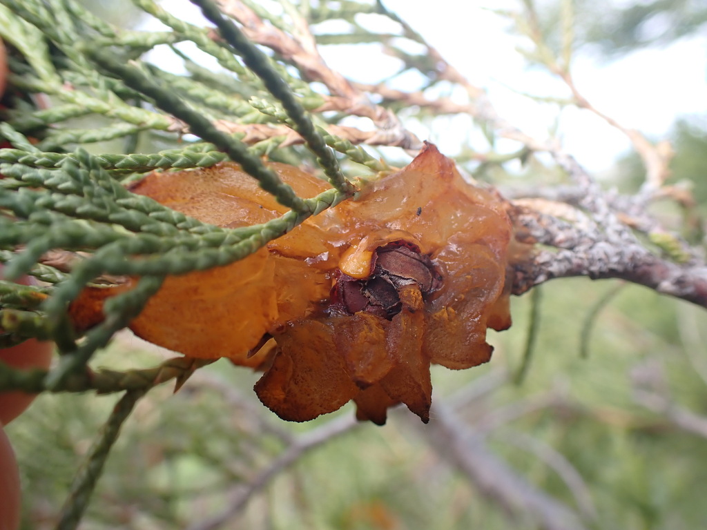 Cedar-apple rust from on Rocky Mountain juniper in the Indreland ...