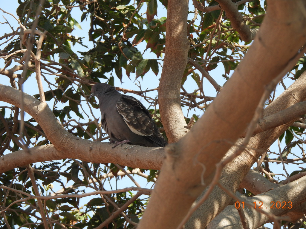Spot-winged Pigeon from Pucchun, Anexo El Puente de Fierro 04465, Perú ...