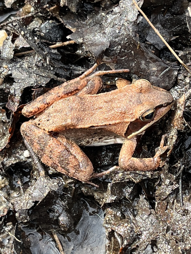 Wood Frog from Ward Pound Ridge Reservation, Pound Ridge, NY, US on ...