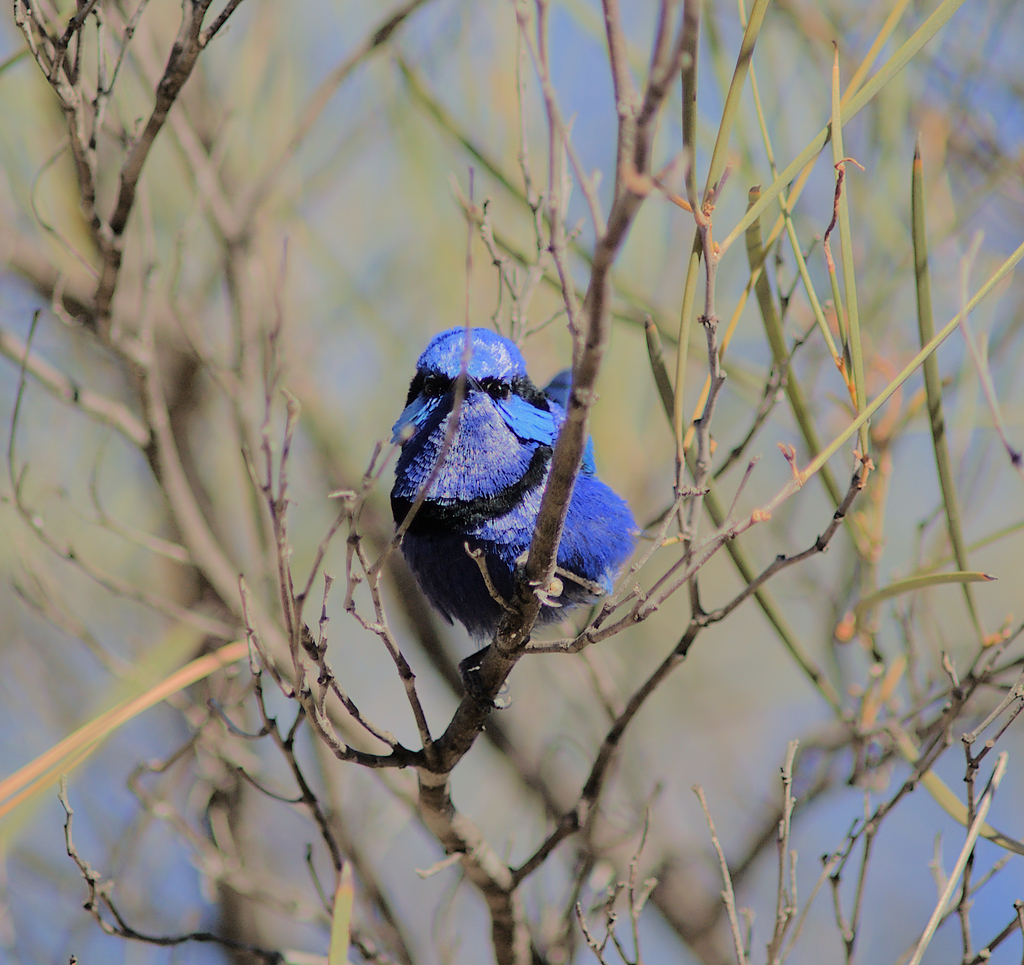 Splendid Fairywren from West Binnu WA 6532, Australia on June 27, 2006 ...