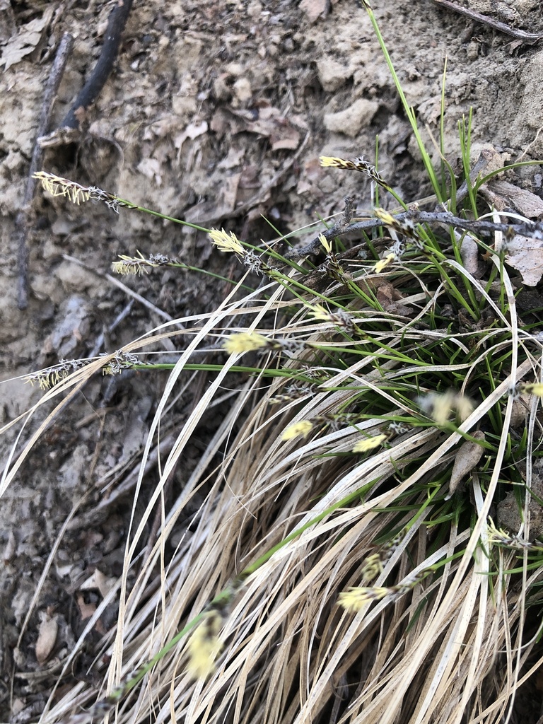 Pennsylvania sedge from Hitchcock Nature Center, Honey Creek, IA, US on ...