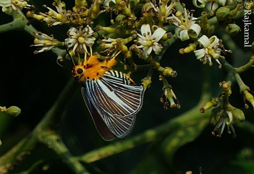 Genus Burara · iNaturalist