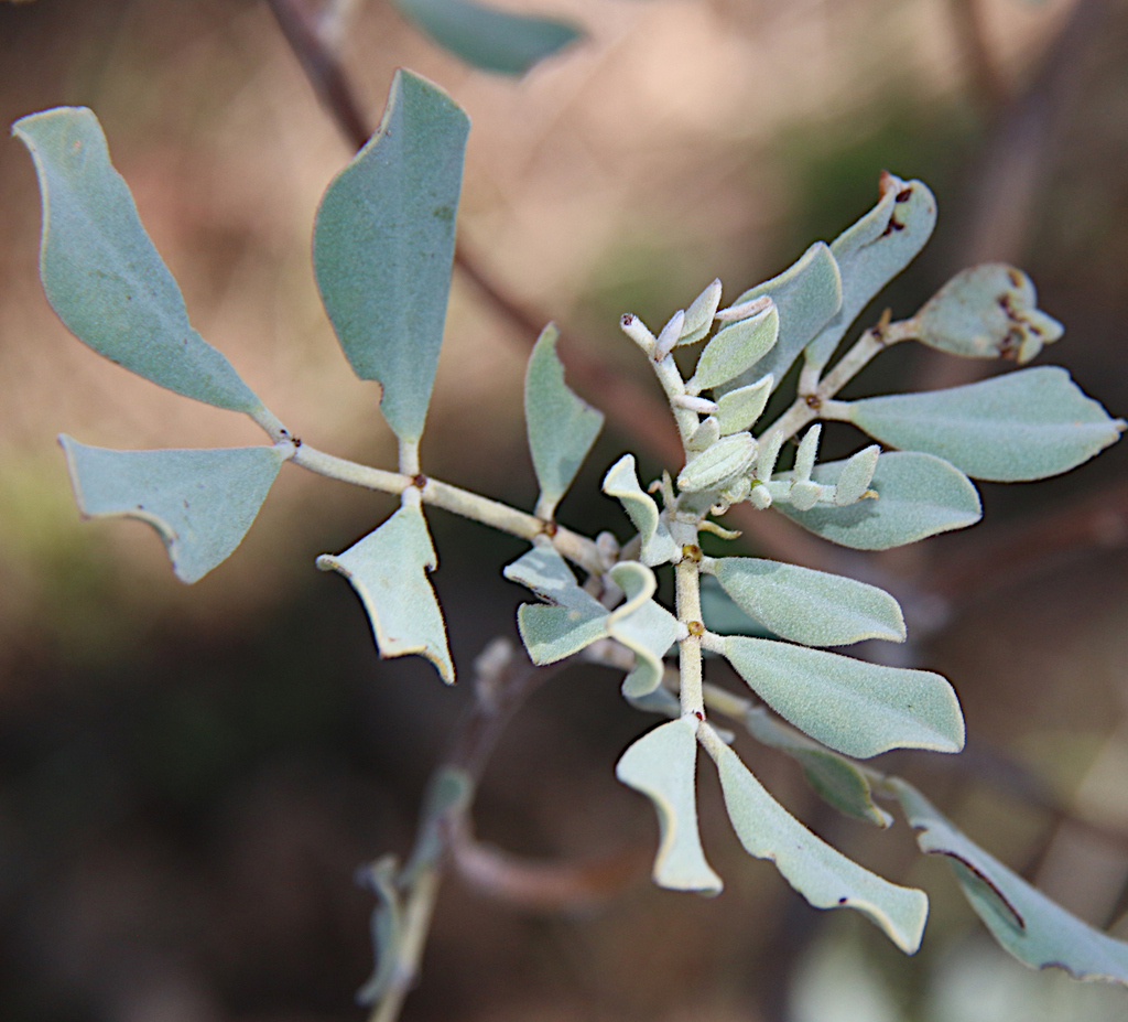 Crinkle Leaf Cassia from Kilcowera Station, Thargomindah QLD 4492 ...