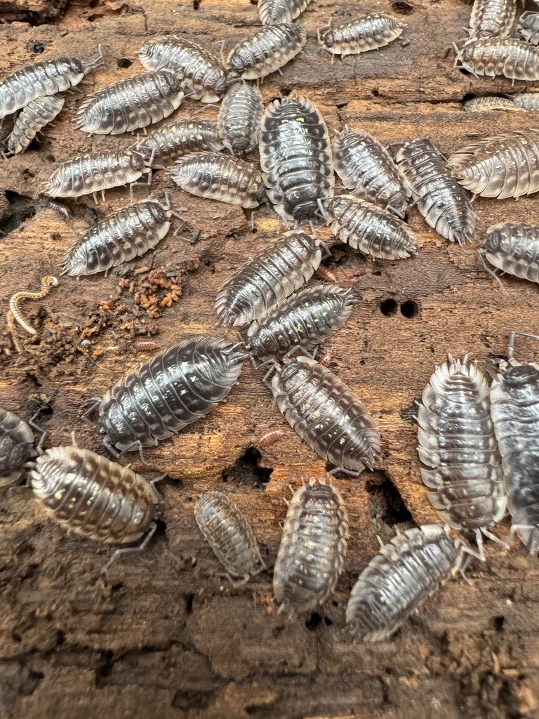 Common Shiny Woodlouse from Hanlon Creek Park, Guelph, ON, CA on March ...
