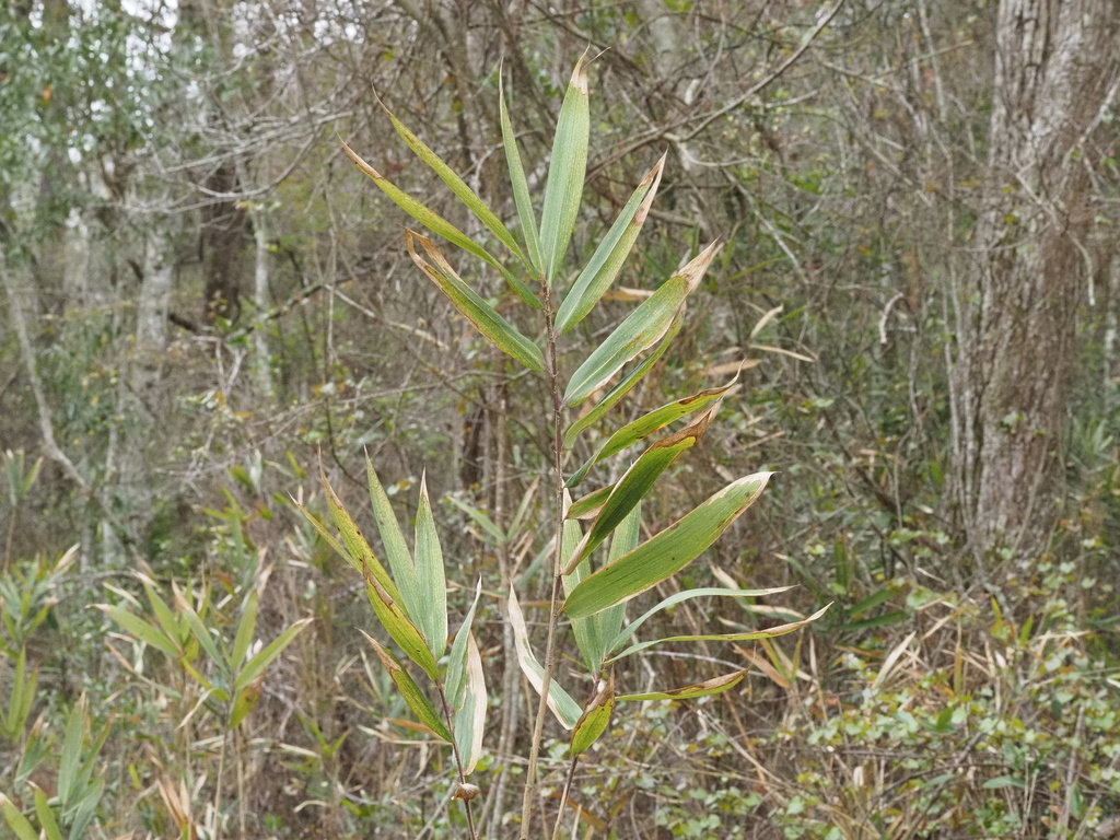 switch cane in March 2024 by Eric Blomberg · iNaturalist