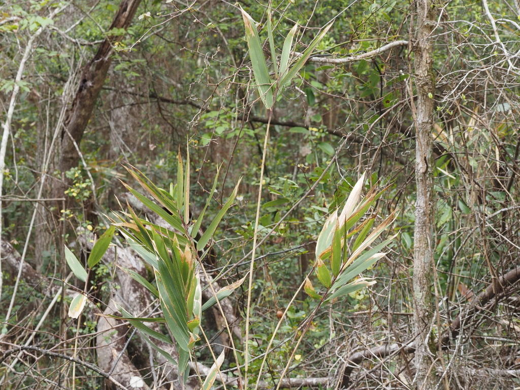 switch cane in March 2024 by Eric Blomberg · iNaturalist