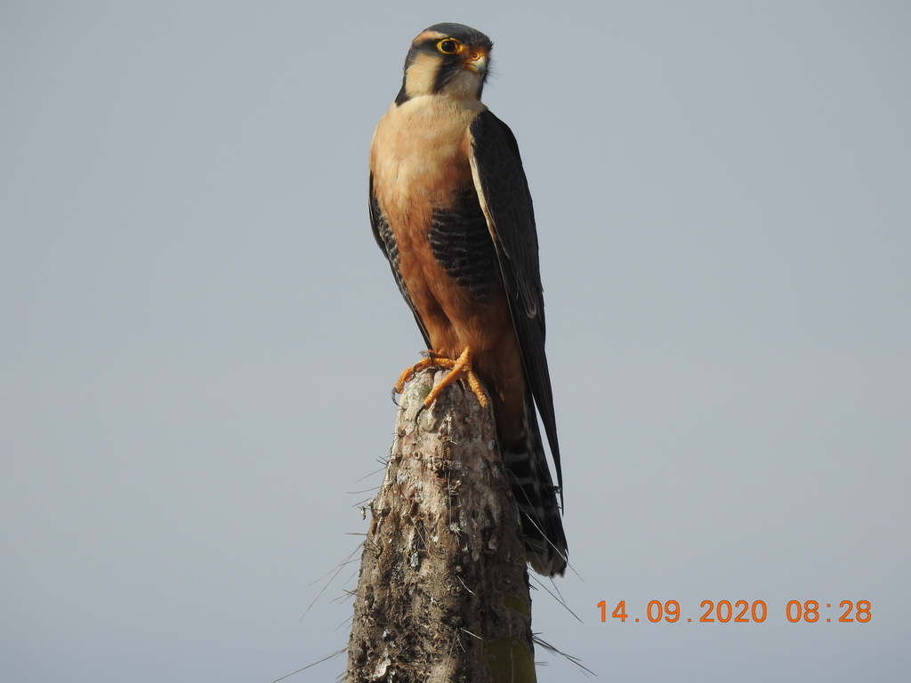 Aplomado Falcon from Mariscal Nieto, Perú on September 14, 2020 at 08: ...