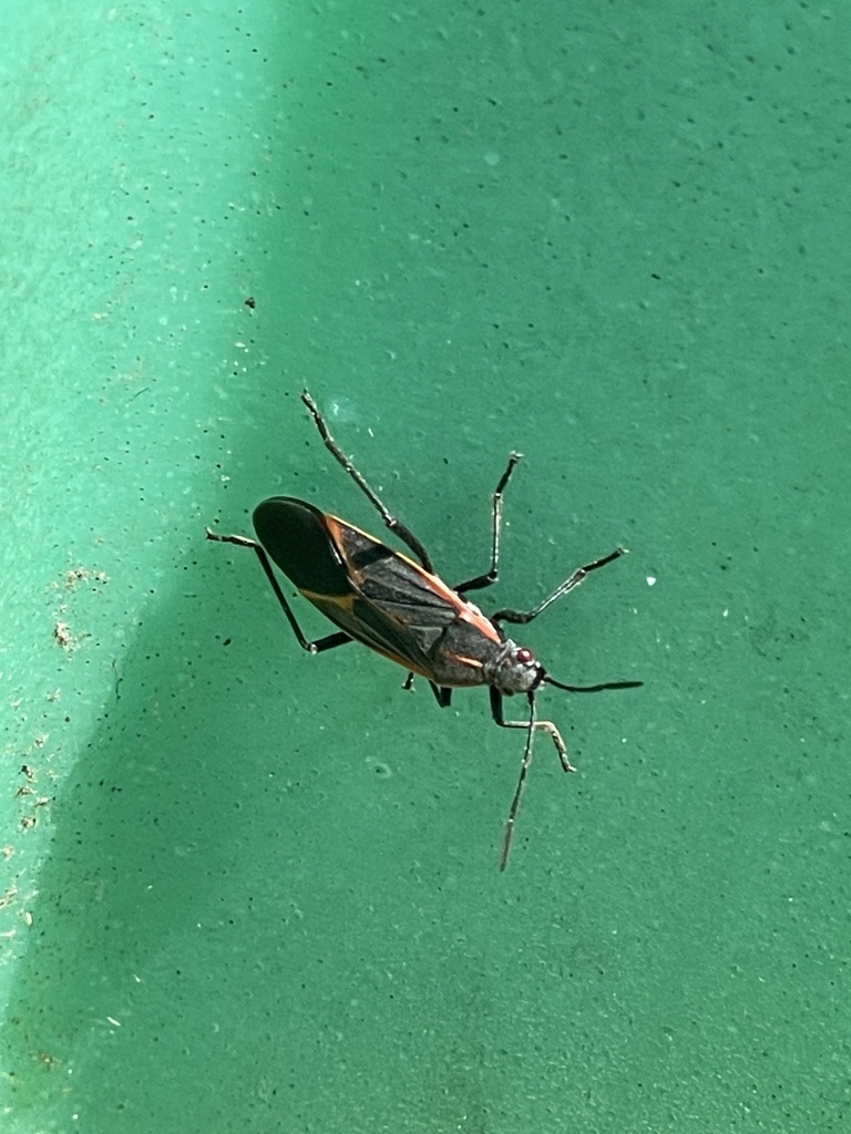 Eastern Boxelder Bug from Riverside, Chattanooga, TN, US on March 14 ...