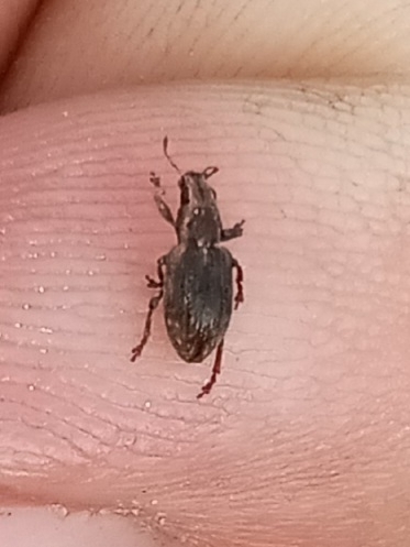 Clover root weevil from Jasper Township, MI, USA on March 13, 2024 at ...