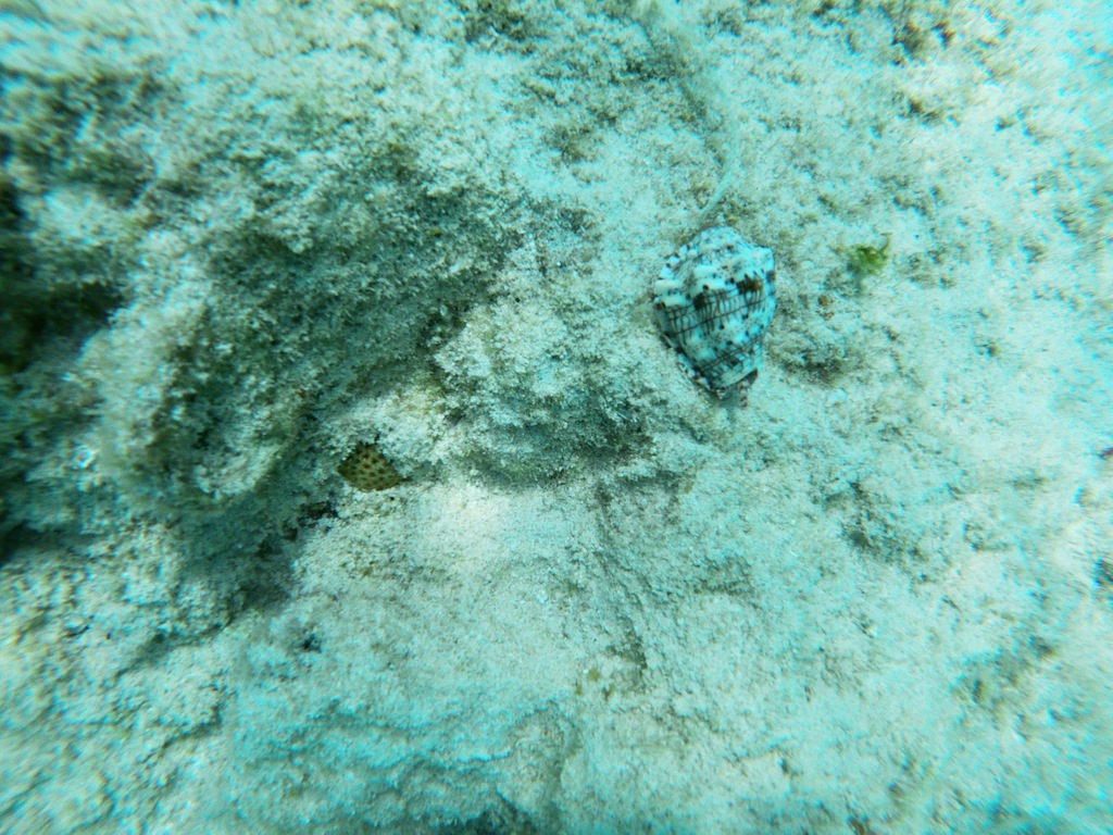 Music Volute from Boca Catalina Beach, Aruba on March 2, 2024 at 10:53 ...