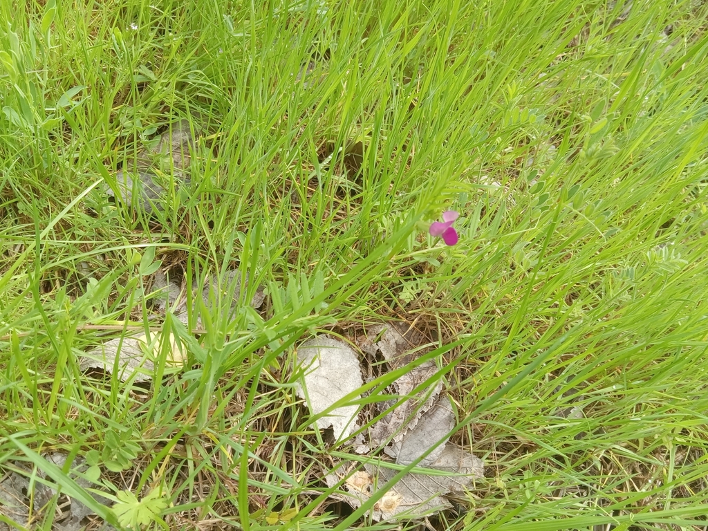 Common Vetch in March 2024 by jennmata603 · iNaturalist