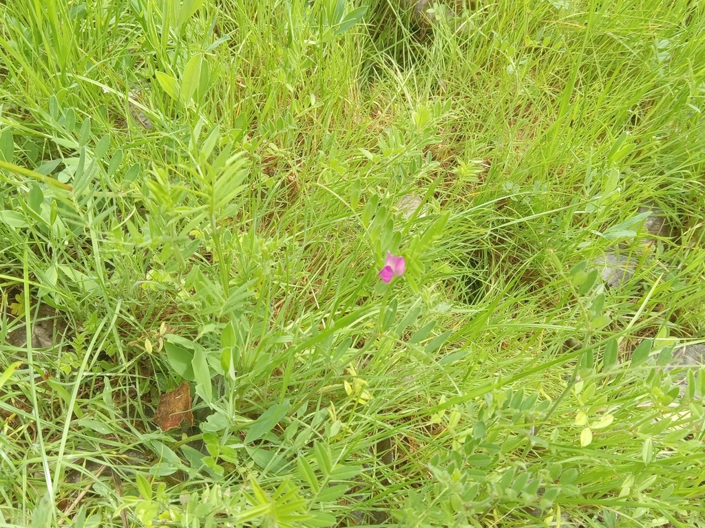 Common Vetch in March 2024 by jennmata603 · iNaturalist