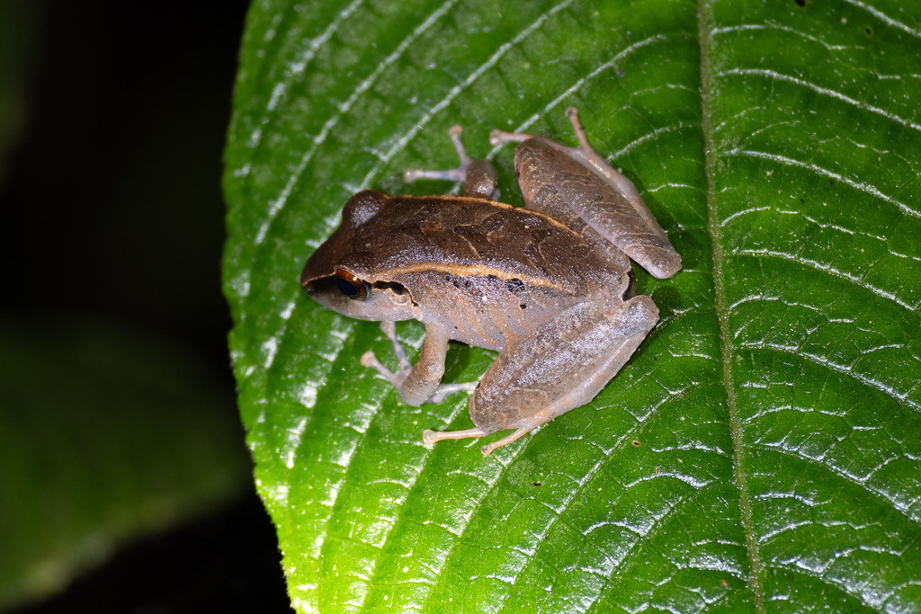 Chirping Robber Frog from Archidona Canton, Ecuador on March 12, 2024 ...