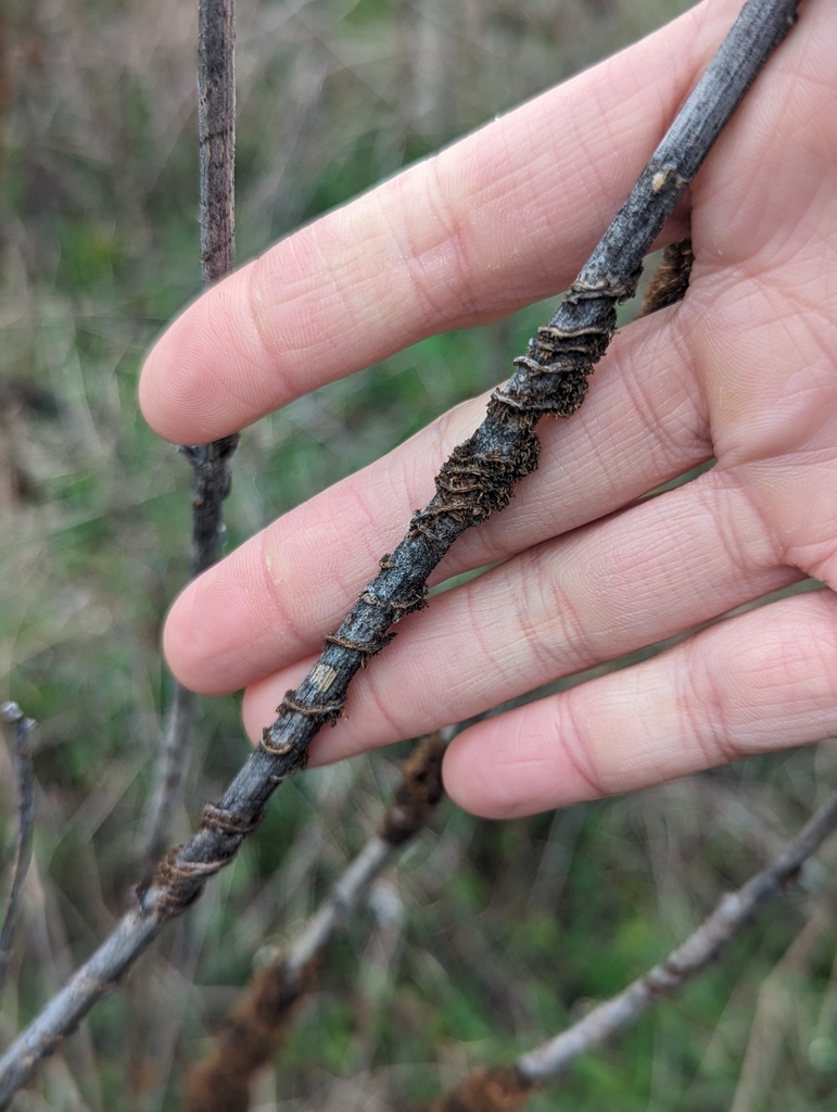 jimsonweed from Celeste, TX 75423, USA on March 15, 2024 at 12:13 PM by ...