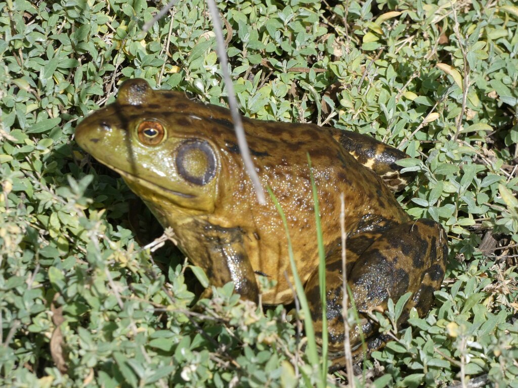 American Bullfrog from Riverside County, CA, USA on 14 March, 2024 at ...