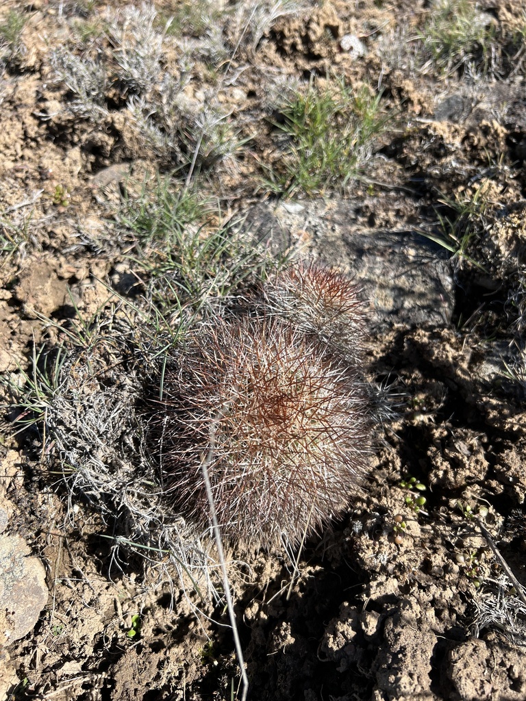 Columbia Plateau Cactus in March 2024 by James H. Thomas · iNaturalist
