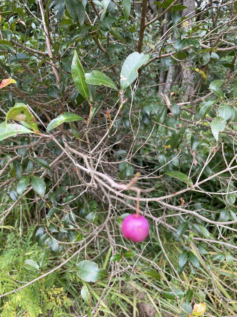 Waterberries from Kyogle Rd, Uki, NSW, AU on March 16, 2024 at 10:43 AM ...