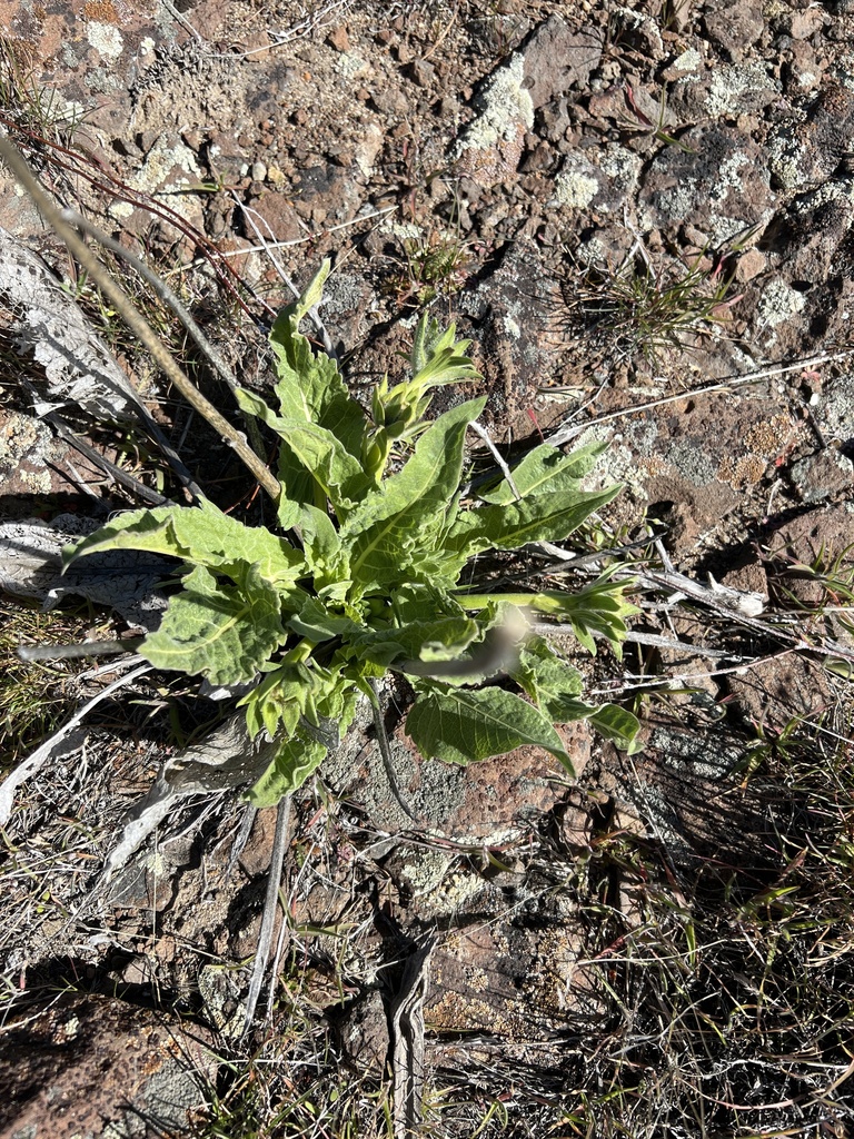 Carey's balsamroot from Grant County, WA, USA on March 15, 2024 at 11: ...