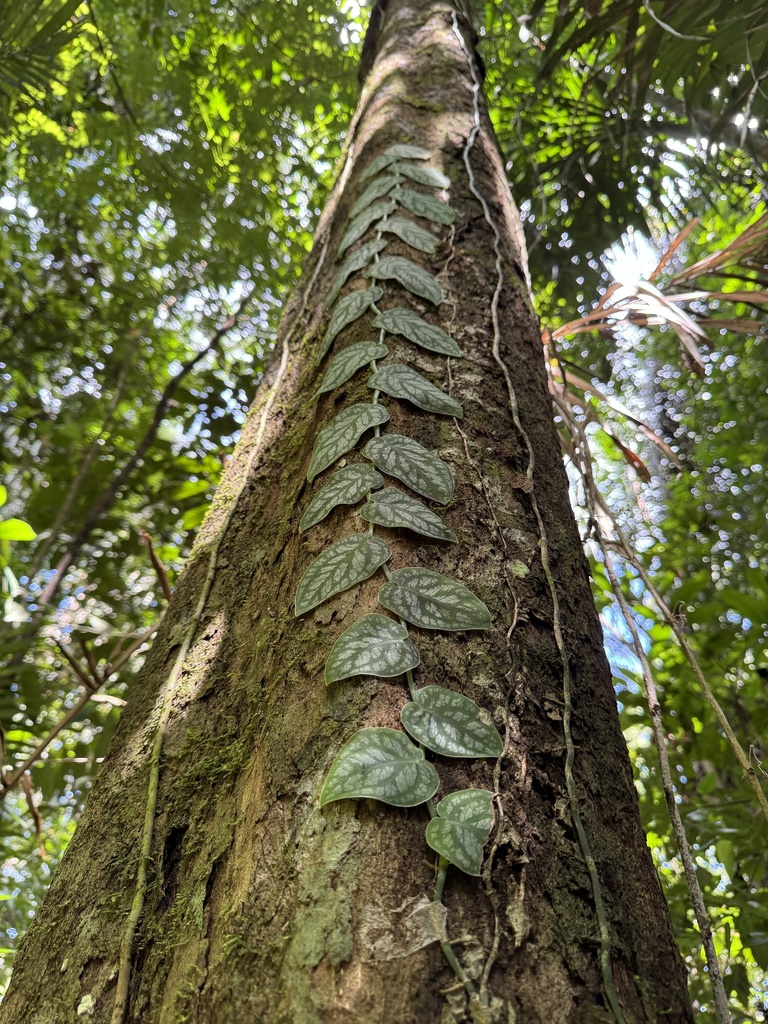 shingles plant from Aeroporto, Alta Floresta, MT, BR on March 15, 2024 ...