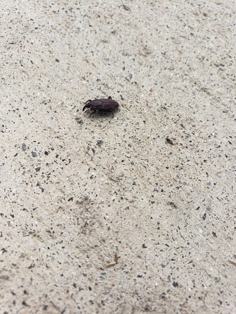 Hunting Billbug from Augusta, GA 30912, USA on March 9, 2024 at 01:05 ...