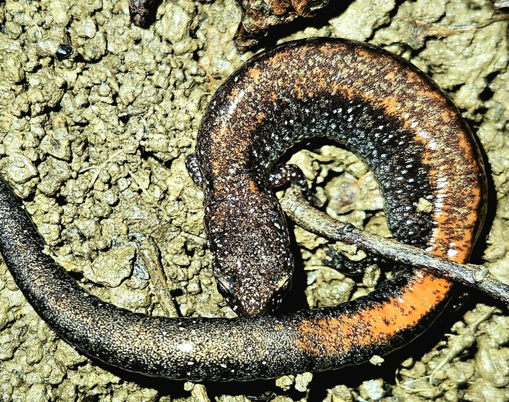 Eastern Red-backed Salamander from Covington, KY, USA on March 15, 2024 ...