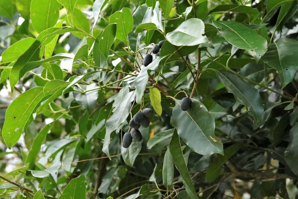 Native Olive from Netherdale QLD 4756, Australia on September 20, 2023 ...