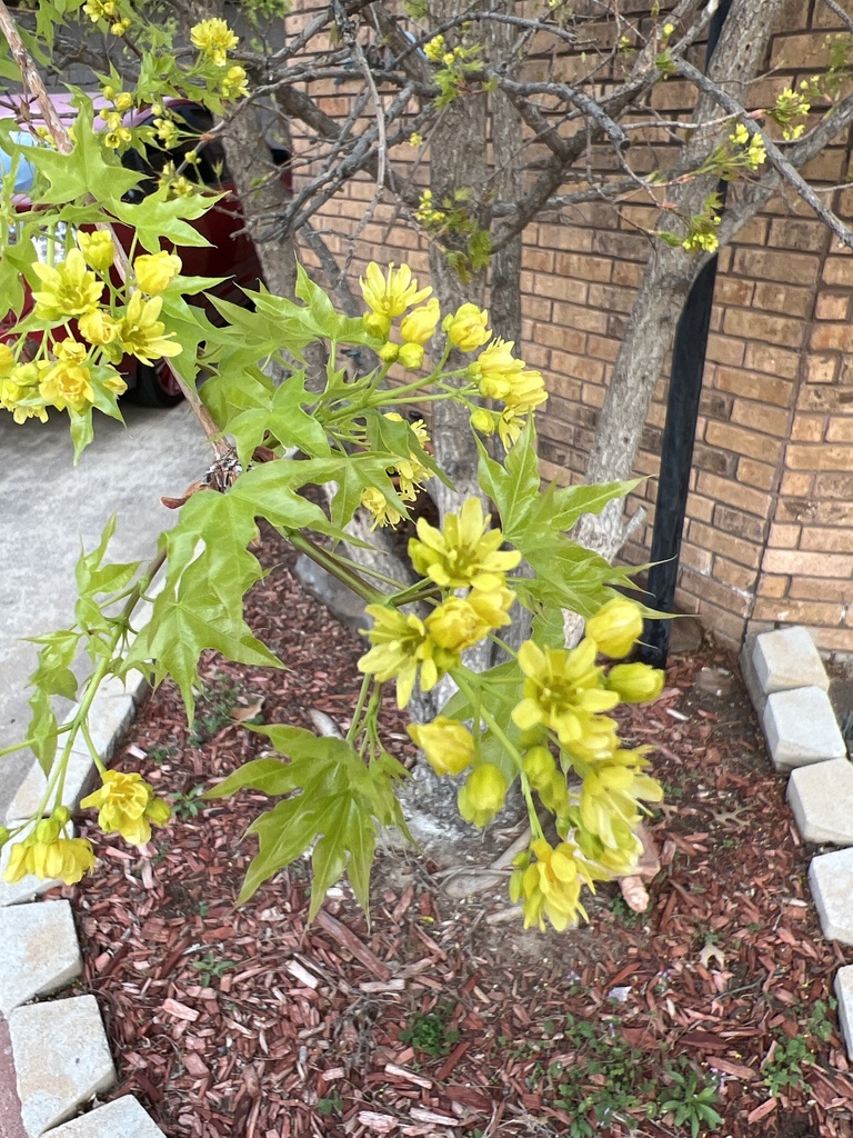 Shandong Maple from Stable Dr, Norman, OK, US on March 15, 2024 at 07: ...
