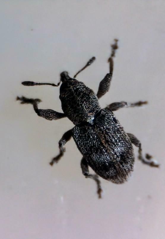 True Weevils from Fernley Site A, Perry Bridge VIC 3862, Australia on ...