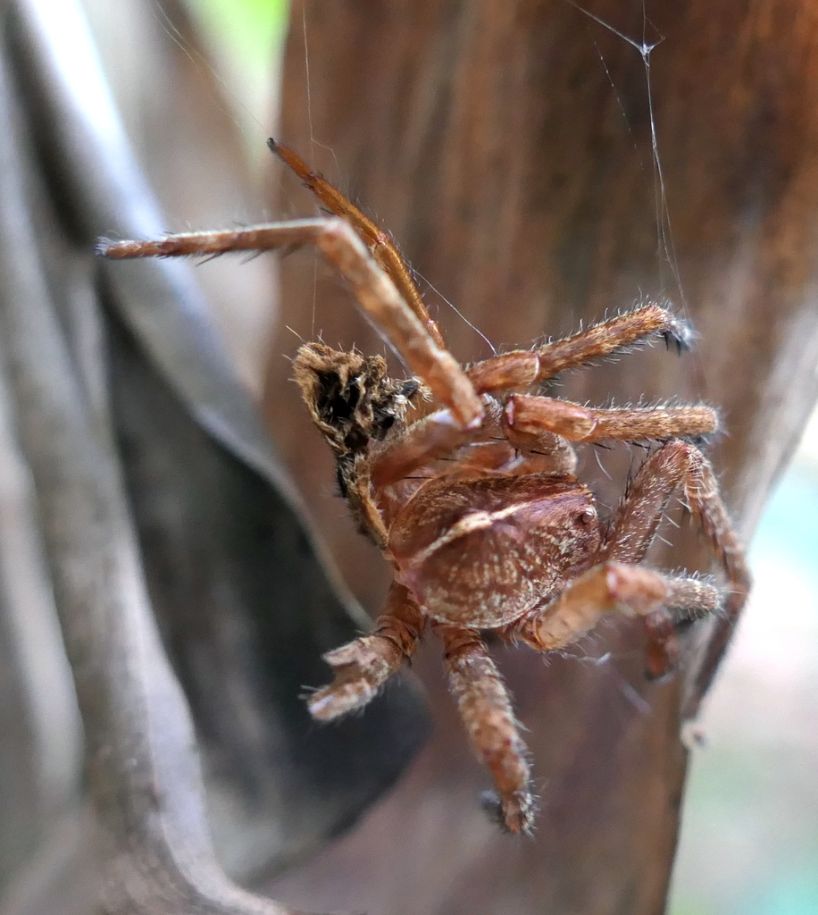 Wandering Spiders from Zona rural de Paudalho - Pernambuco on February ...