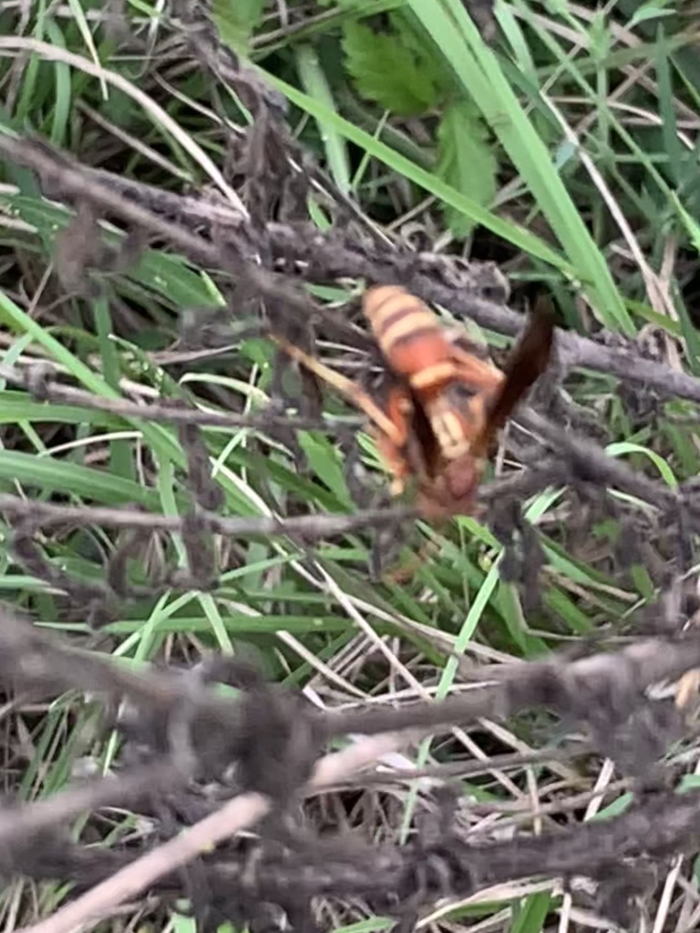 Southern Paper Wasp from Damon, TX, US on March 15, 2024 at 05:03 PM by ...