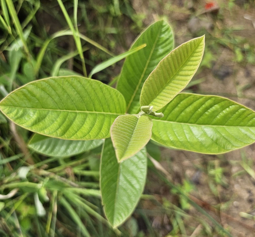 Common guava from Kanyamazane-A, Kanyamazane, 1214, South Africa on ...